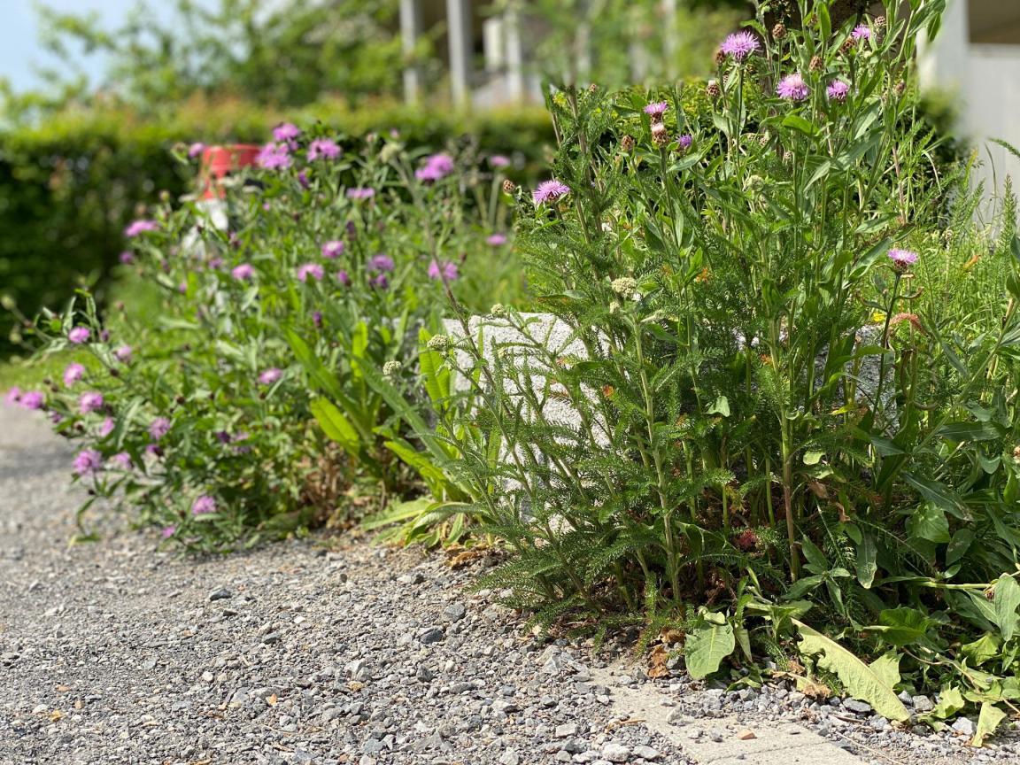 Oberflächen-Entsiegelung | Kanton Zürich