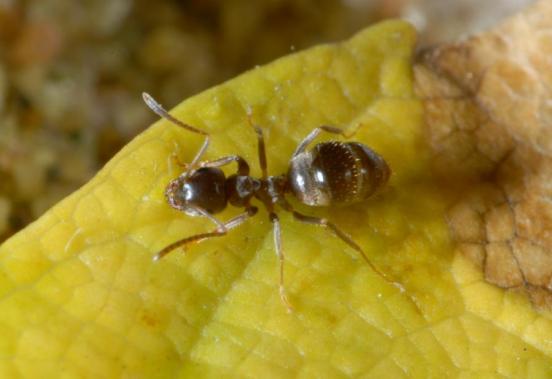 Invasive Neozoen | Kanton Zürich