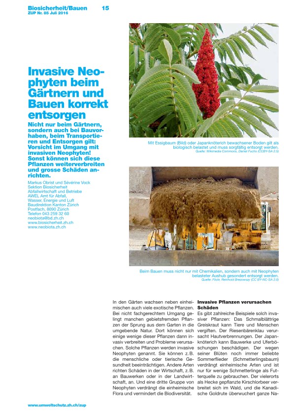 Invasive Neophyten beim Gärtnern und Bauen korrekt entsorgen | Kanton Zürich