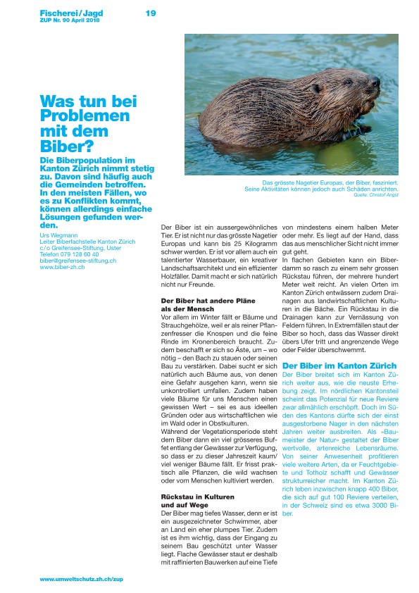 Was tun bei Problemen mit dem Biber? | Kanton Zürich